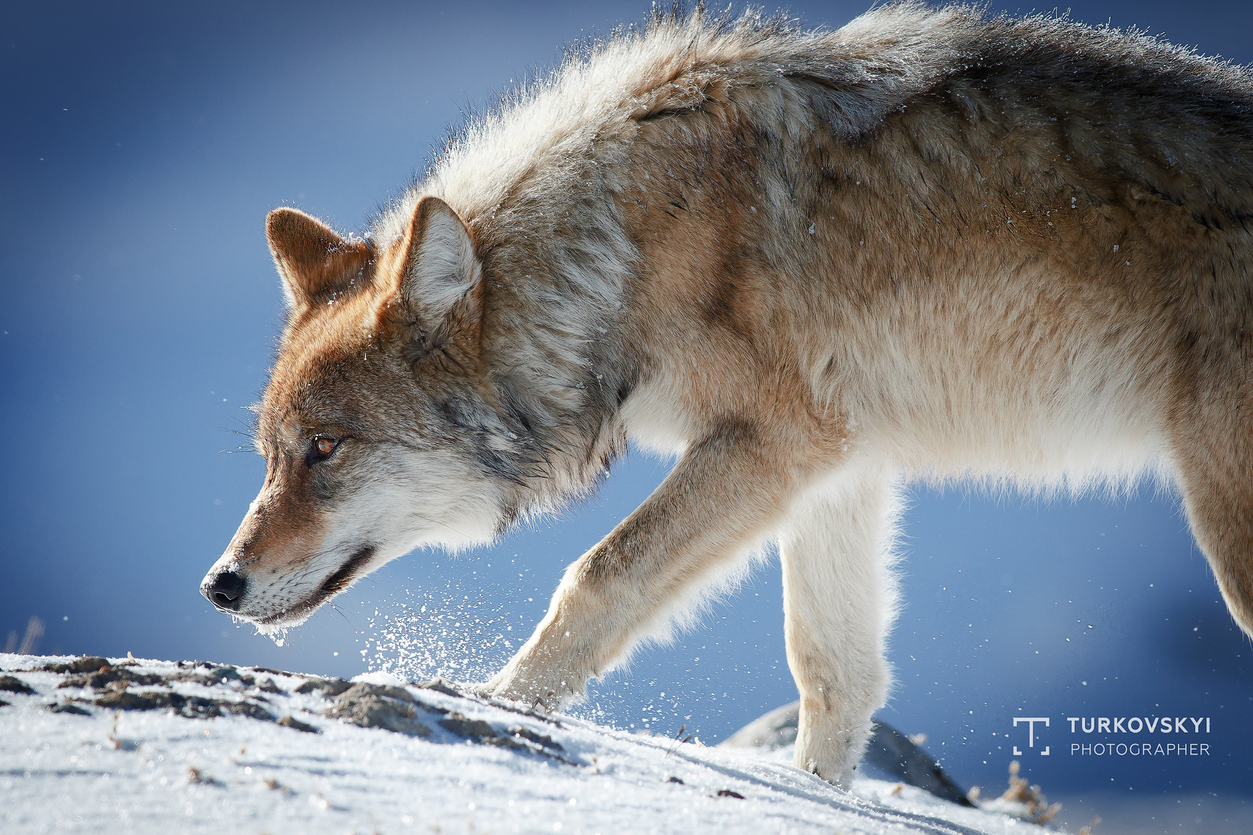 Silk Road Hunting | Premium Hunting Outfitter in Kyrgyzstan